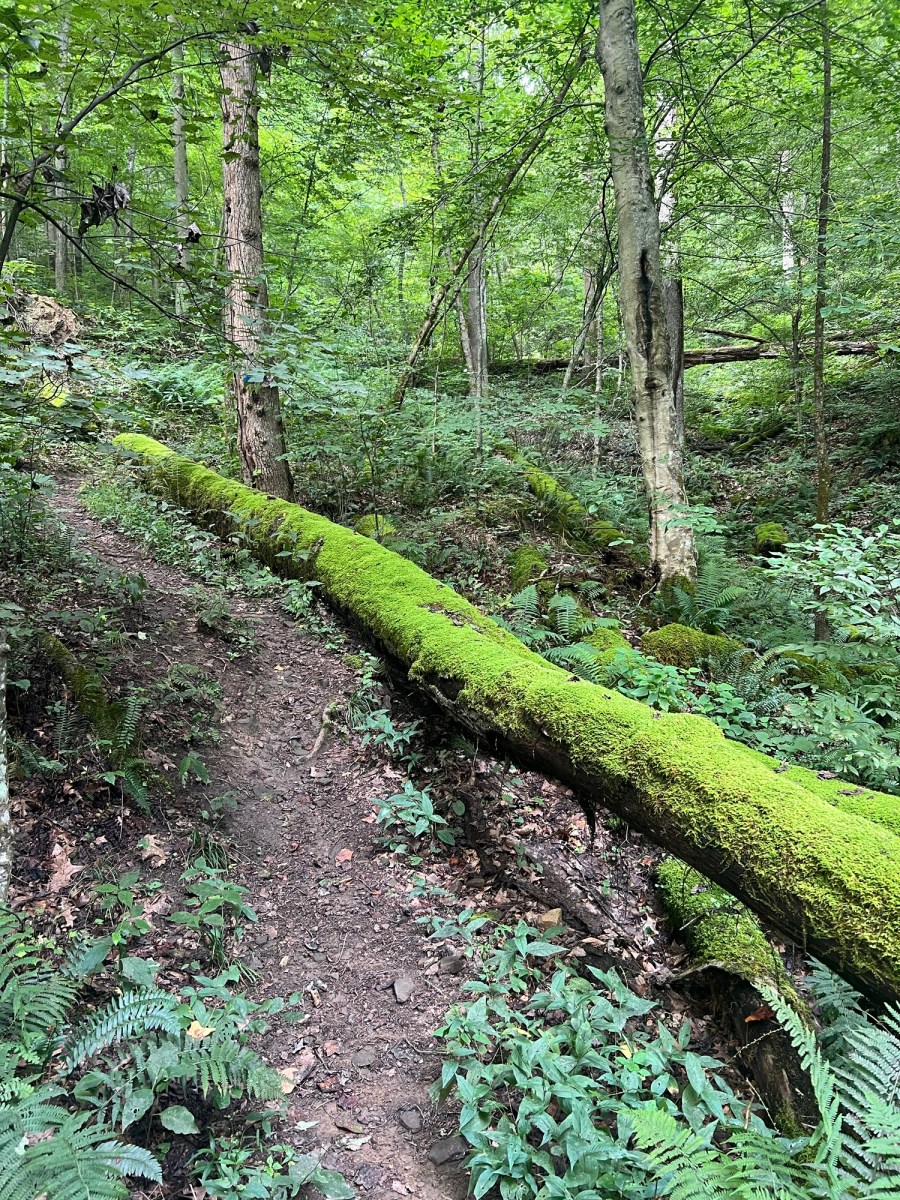 Trail Review: Kanawha State Forest’s Rocky Ridge Trail – UnBEARable ...